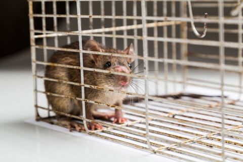 Mice Removal - Icon Pest - Pest & Wildlife Control Services