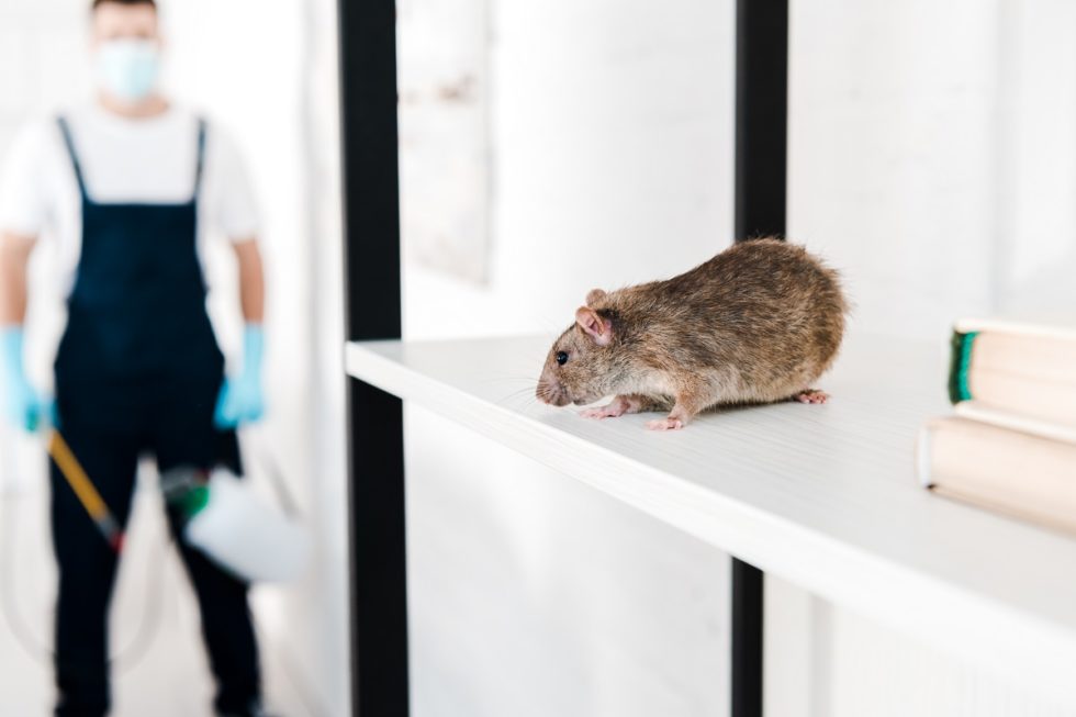 Rat Removal - Pest & Wildlife Removal Toronto | Icon Pest