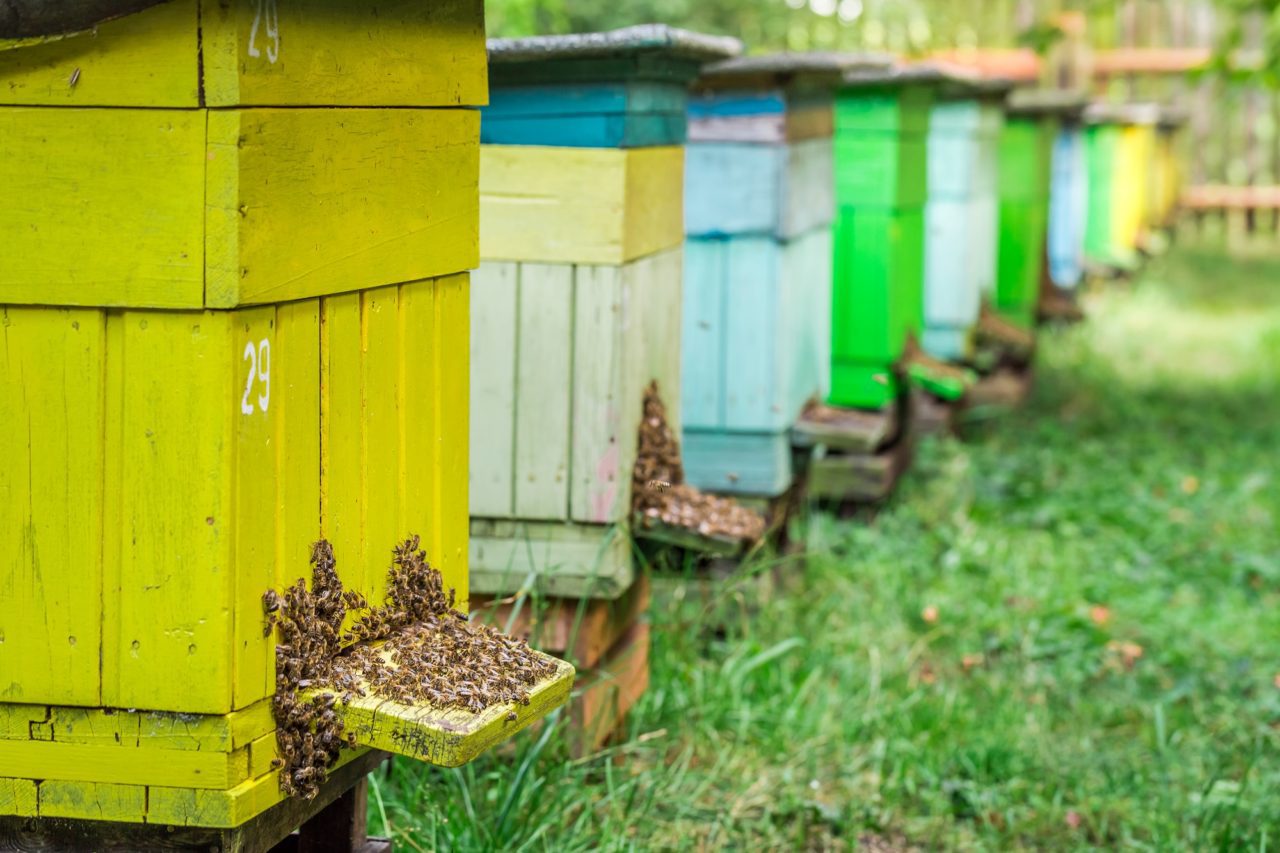 World Bee Day and the Importance of Pollinators Worldwide - Pest ...