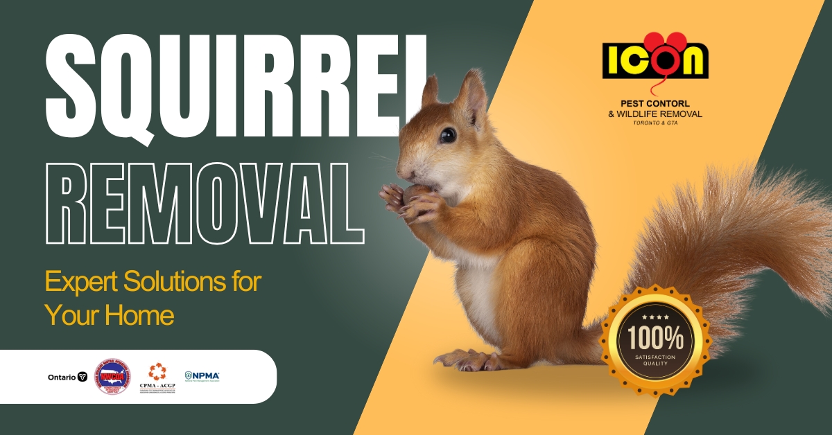 Squirrel Removal: Expert Solutions for Your Home | Icon Pest