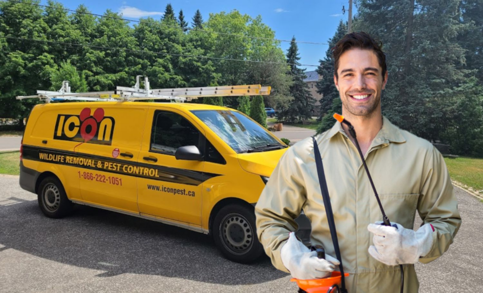 Expert Roach Exterminator in Toronto - Effective Solutions - Pest ...